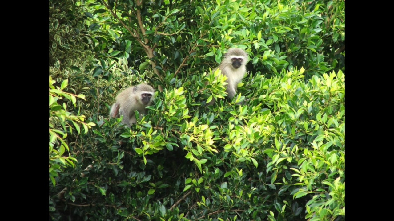 【NNIオリジナル】Tropical Explorer - ニコニコ動画