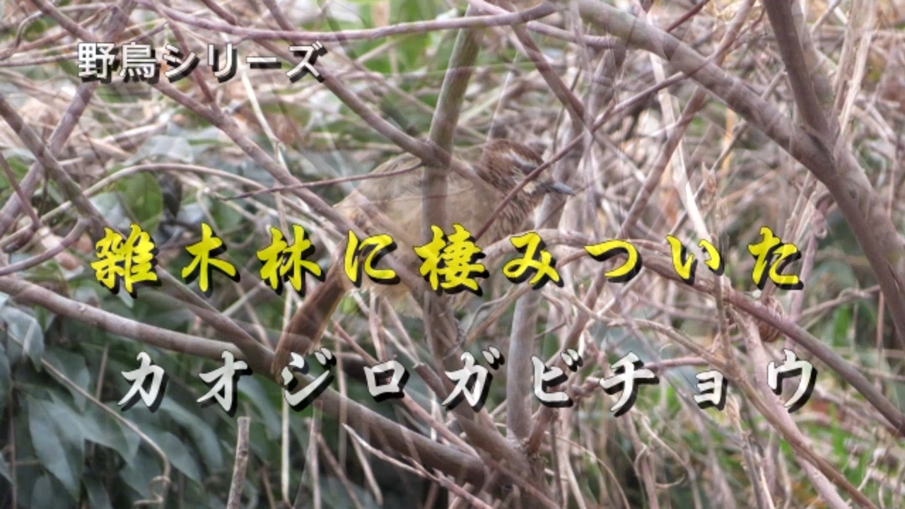 野鳥シリーズ 雑木林に棲みついた カオシロガビチョウ - ニコニコ動画