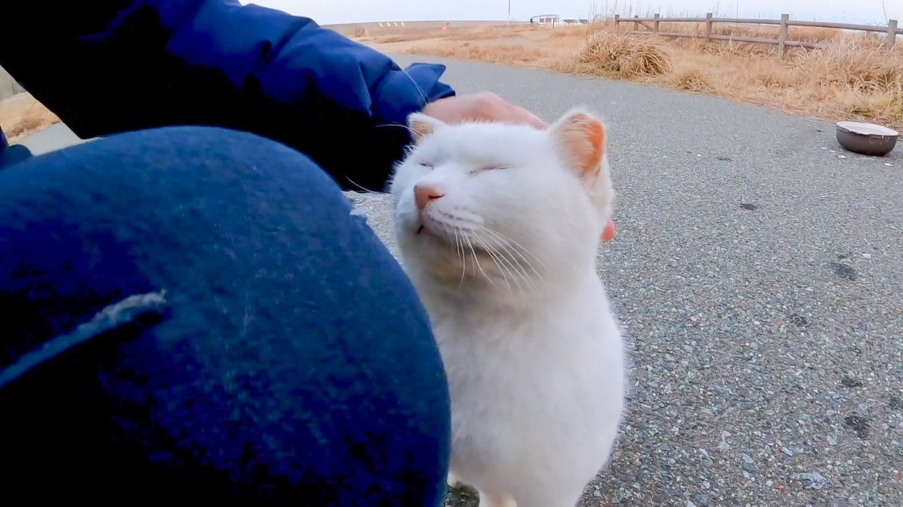モコモコの白猫ちゃん、駆け寄ってきて膝の上に乗ってきた ニコニコ動画