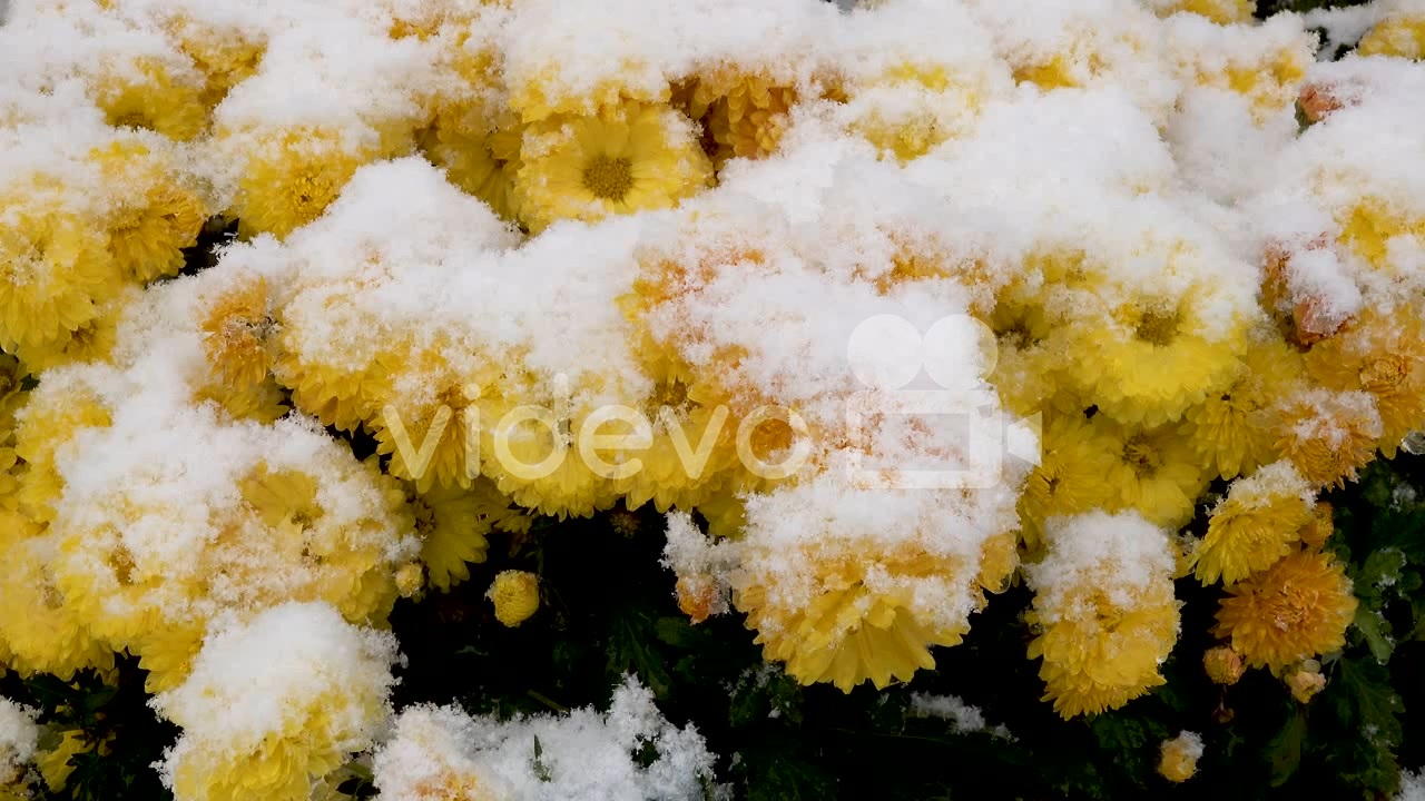 yellow flowers covered in snow - ニコニコ動画