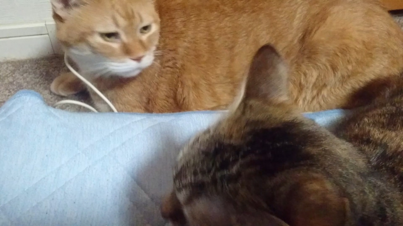 拾いねこ＠生後4071/4038日目 ぴくんぴくんアコツキ。 - ニコニコ動画