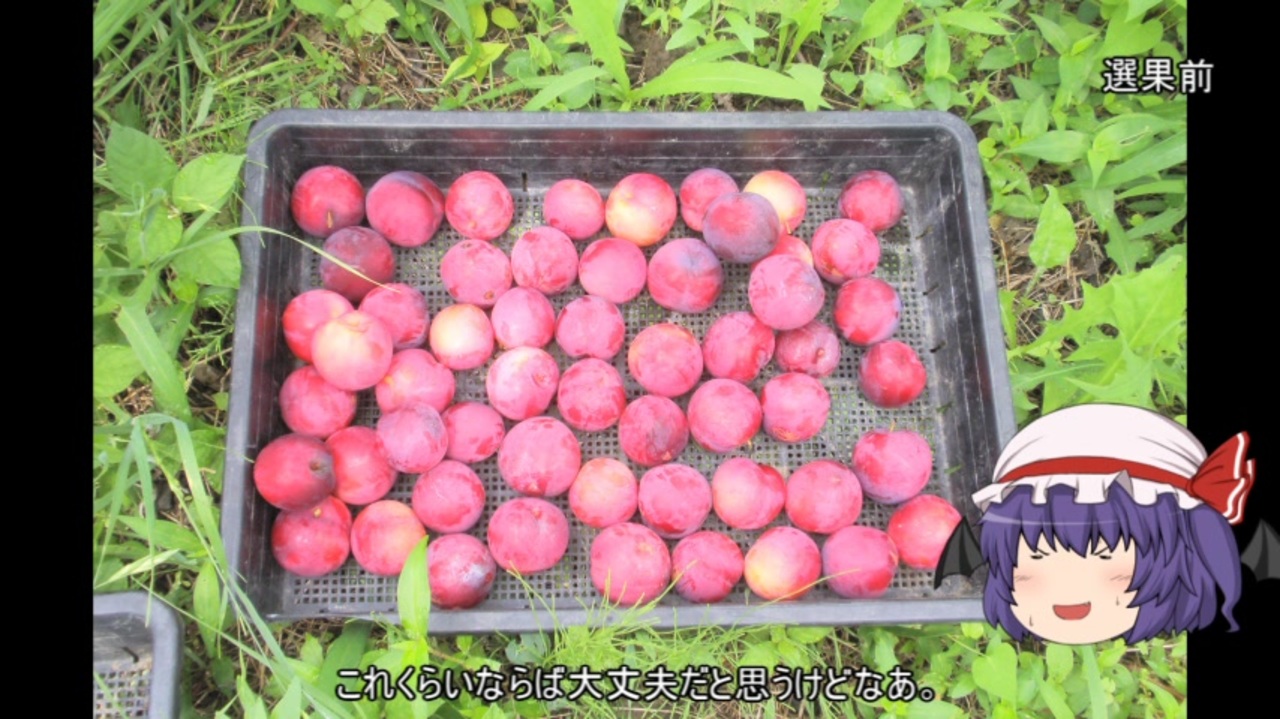 ゆっくり農民219プラムを育ててみませんか？ - ニコニコ動画