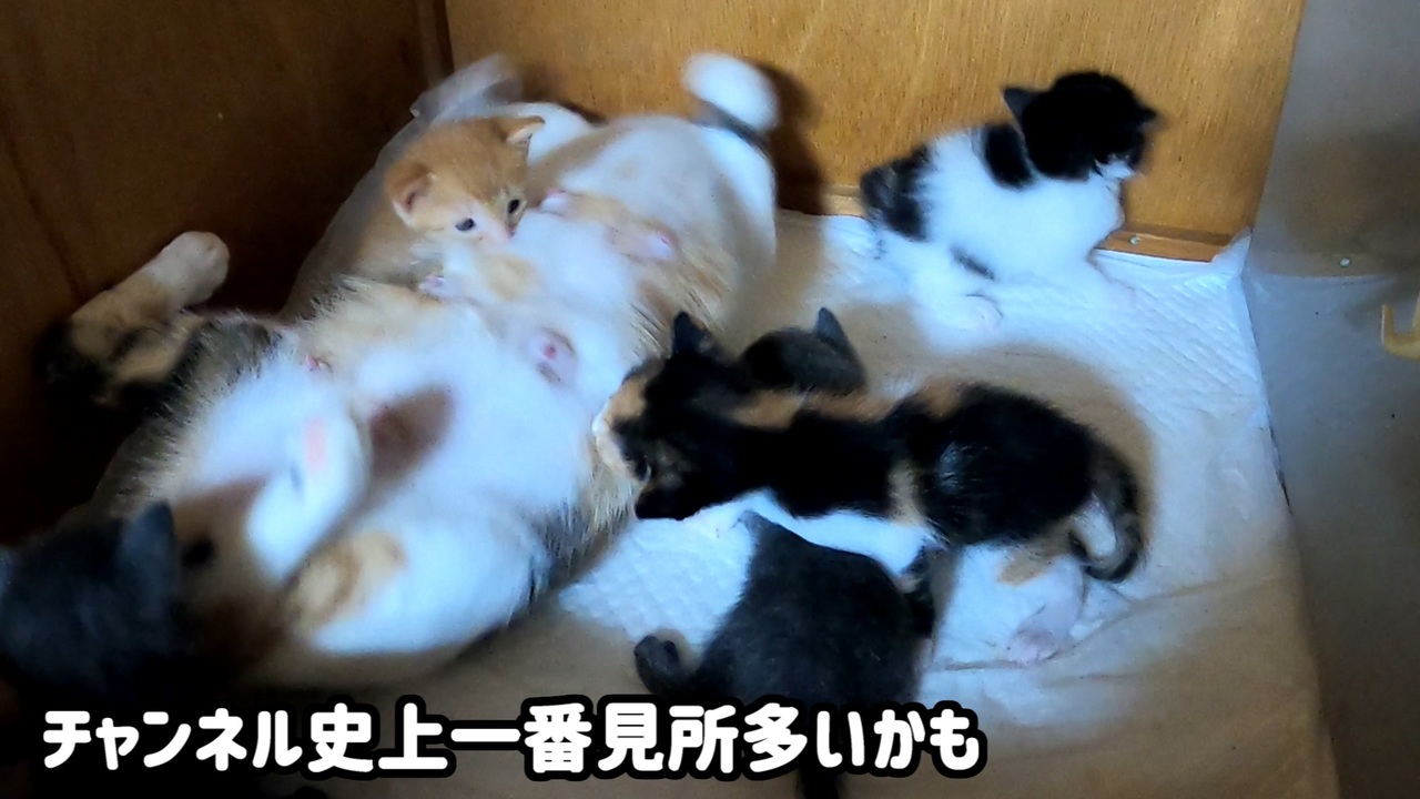 すごく走るようになった子猫たち！母猫来たらすぐ赤ちゃんに戻る姿が可愛いでも授乳ローリングで子猫たちピンチ！？ ニコニコ動画