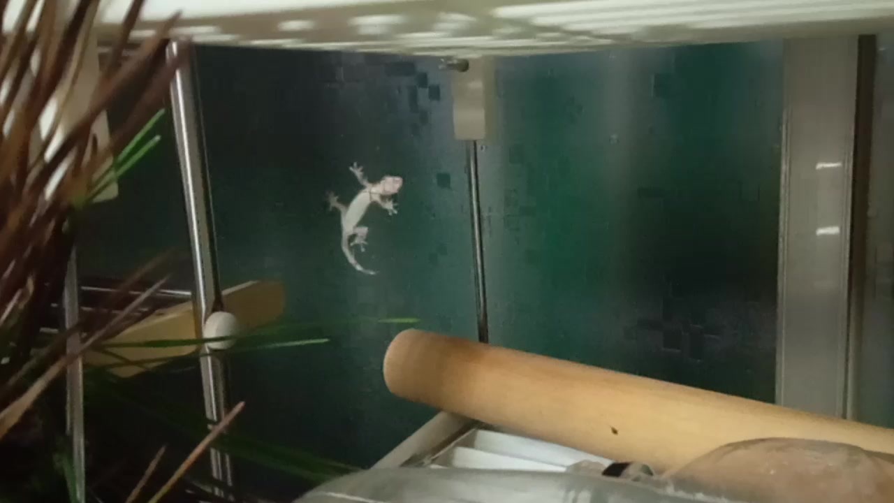 ヤモちゃんとの会話（笑）。若いヤモリが台所の出窓サッシのガラスにとまり、餌を探していました。なかなかエサが光に誘われてやって来る筈が、なかなか ...