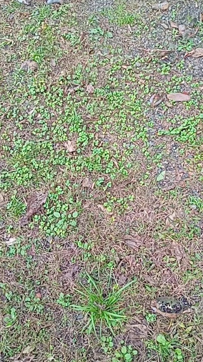 農業灌漑人工池とその周回散策道と外側の湿地帯。。カワニナ、サギ、アメリカザリガニ、野草薬草類、、サバイバル探索。 ニコニコ動画