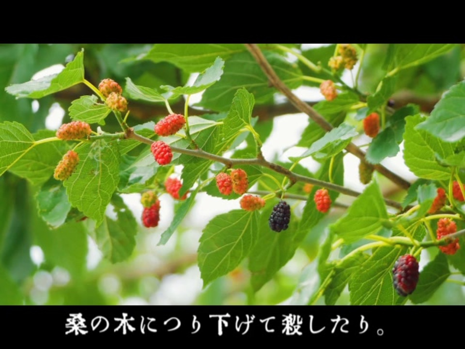 【遠野物語より】オシラサマ【VOICEVOX:WhiteCUL＆VOICEVOX Nemo男2】 - ニコニコ動画