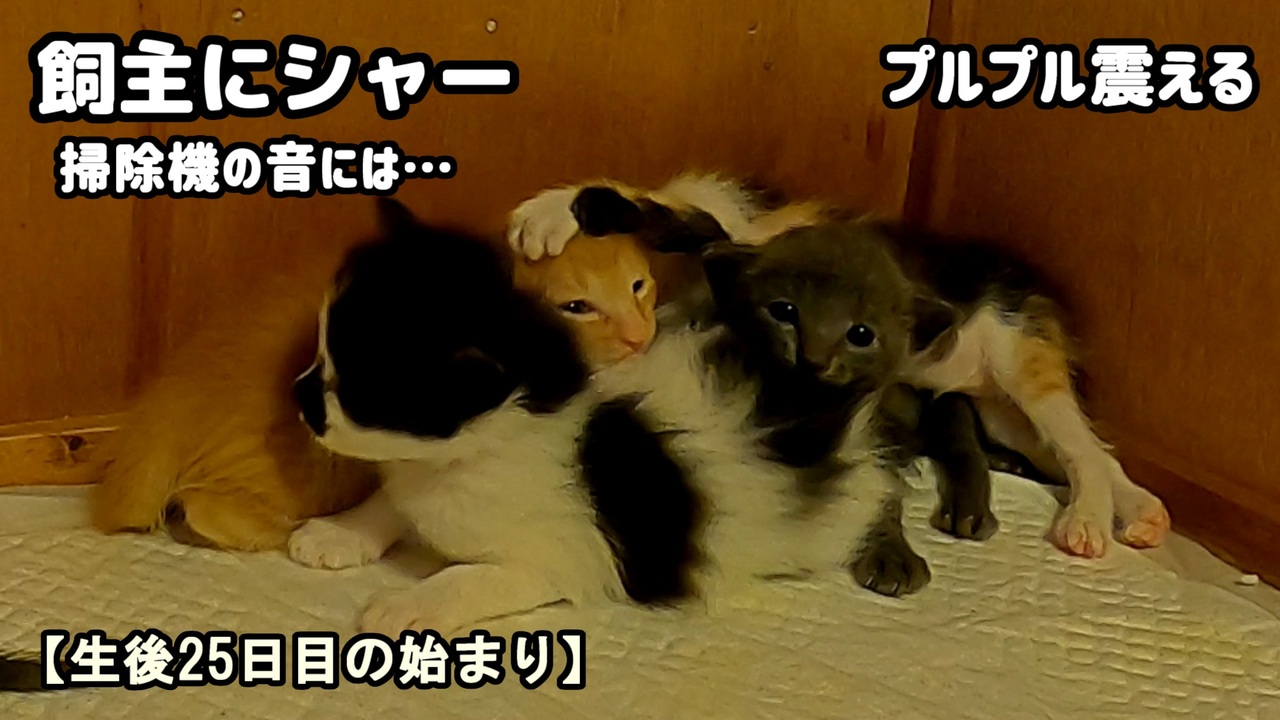 生後25日目の始まり「やばい…見てる」初めて聴く掃除機の音にすごく反応する子猫たち - ニコニコ動画