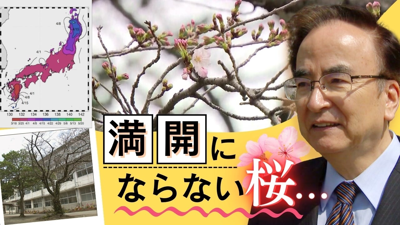 桜前線異常アリ開花が遅れ満開にならないところも温暖化の影響より顕著に ニコニコ動画