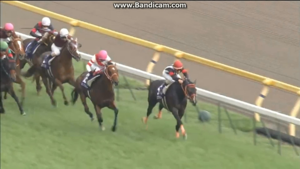 2012 NHKマイルカップ(GI) シゲルスダチが人気になったワケ - ニコニコ動画