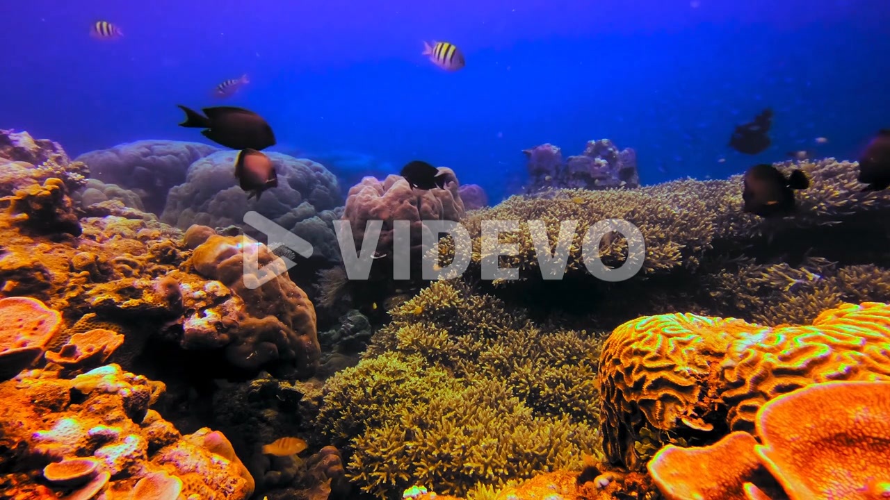 Underwater static view of tropical fishes swimming in healthy coral ...