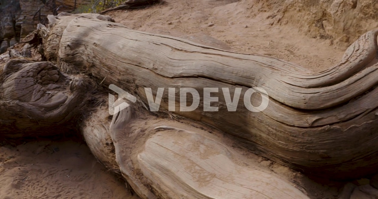 4K footage of the roots of a Ponderosa Pine tree on the edge of a ...