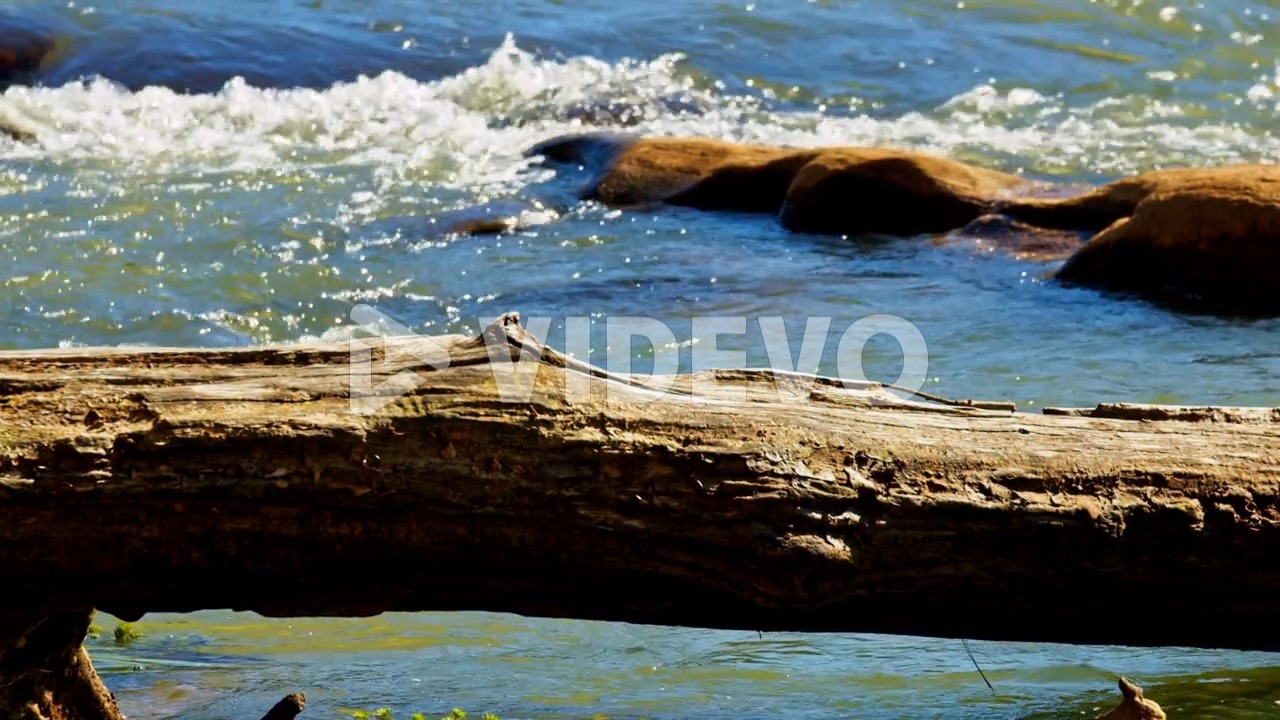 Tree log fallen over flowing white water river rapids in sunlight - ニコニコ動画