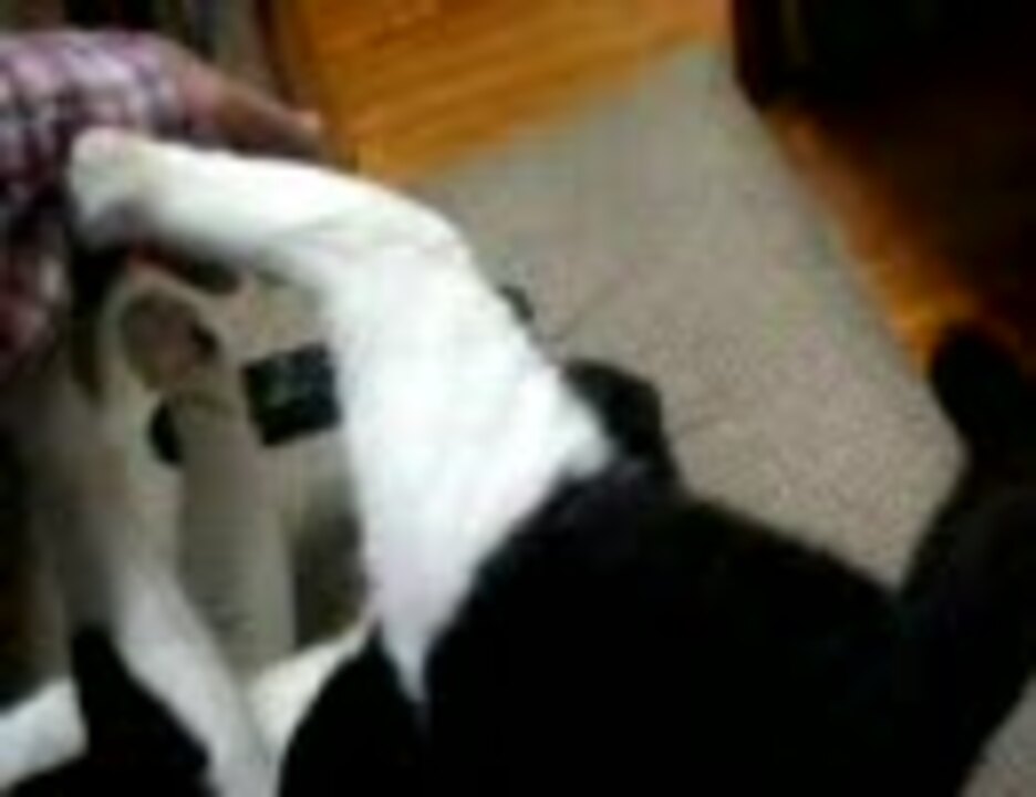 お腹モフモフを嫌がる猫 ニコニコ動画