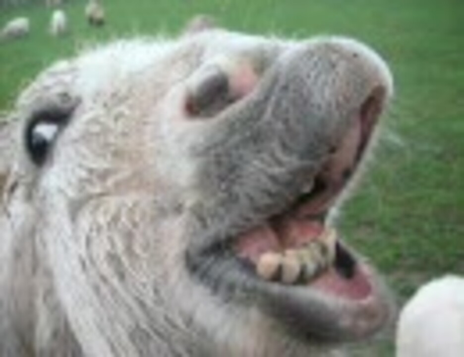 【合唱曲】 Donkey Carol 【John Rutter】良音質版 - ニコニコ動画